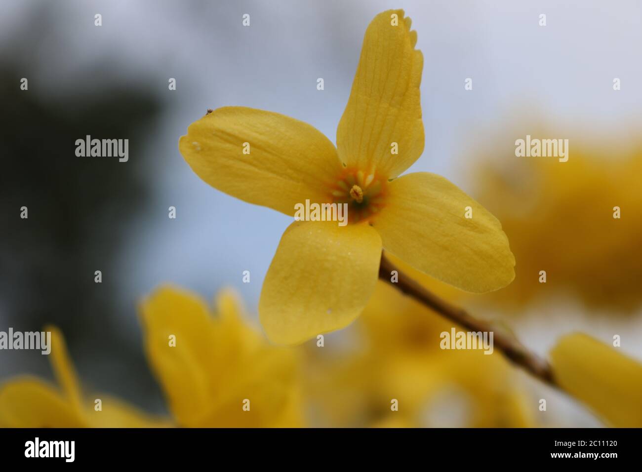 Yellow Forsythia bush in bloom Stock Photo - Alamy