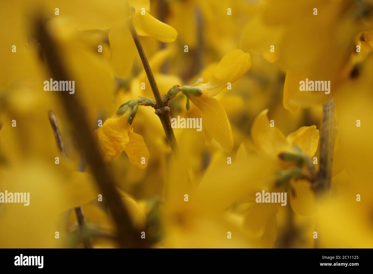 Yellow Forsythia bush in bloom Stock Photo - Alamy