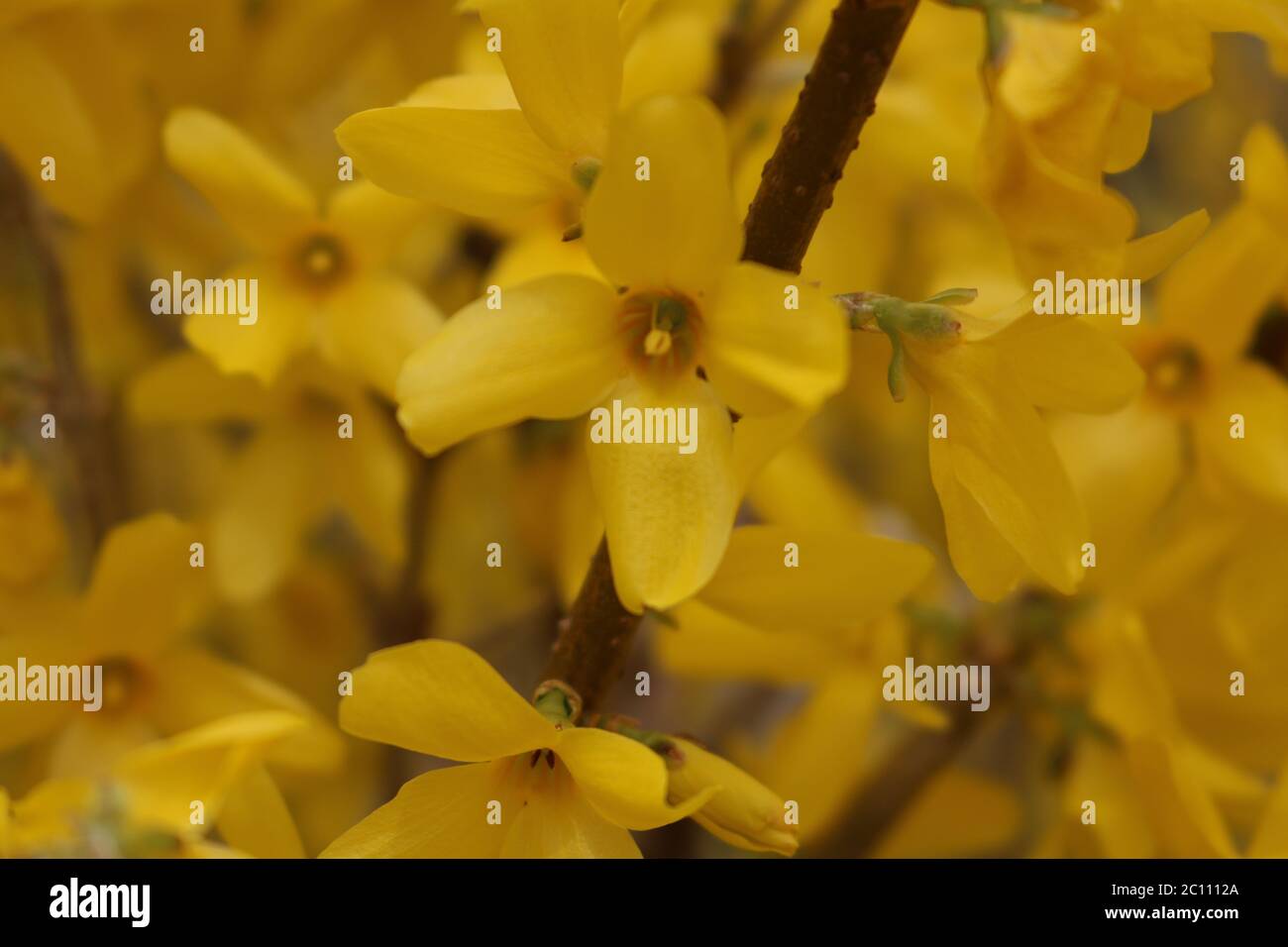 Yellow Forsythia bush in bloom Stock Photo - Alamy
