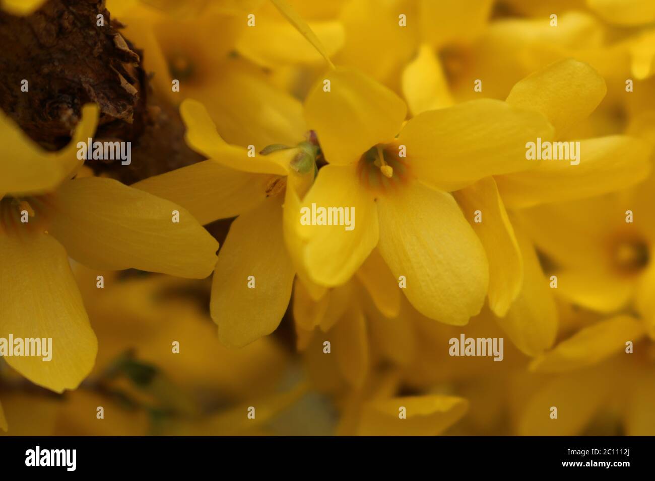 Yellow Forsythia bush in bloom Stock Photo - Alamy