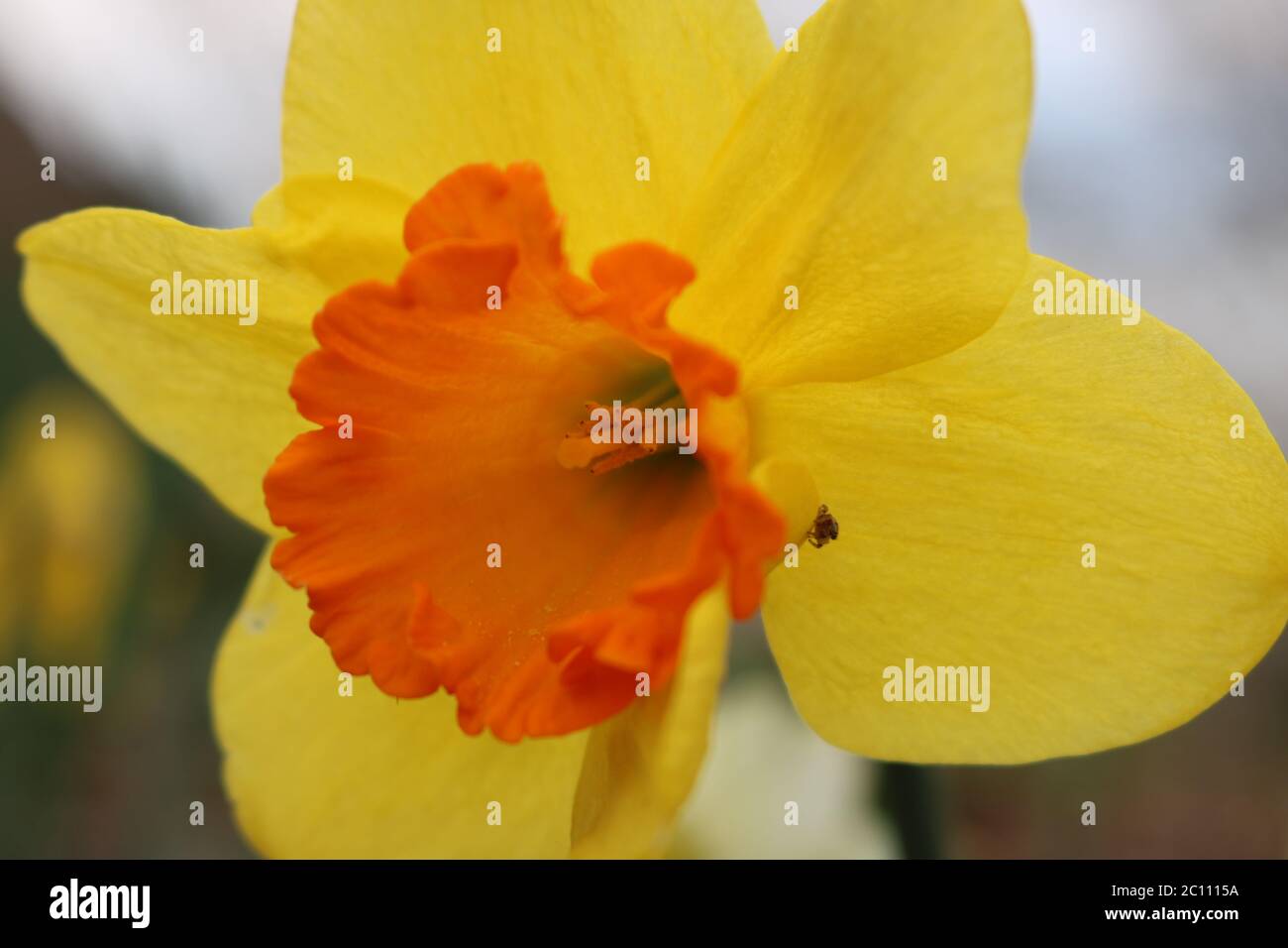 Bright daffodils outside Stock Photo - Alamy