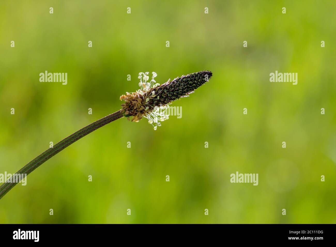 Plantago major seeds hi-res stock photography and images - Alamy