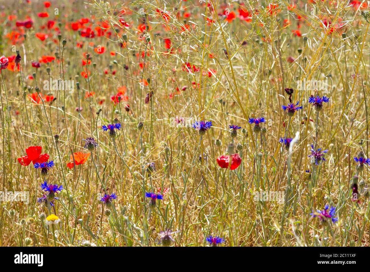 National flower of estonia hi-res stock photography and images - Alamy