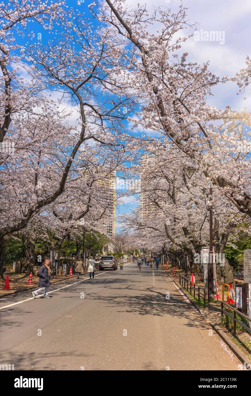 Japanese people walking down the aisle of Yanaka cemetery and enjoying ...