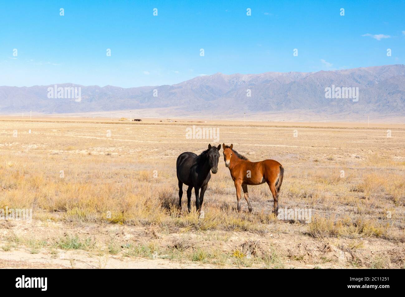 Gorgeous horse (Equus ferus caballus) and foal grazing at dried steppe ...