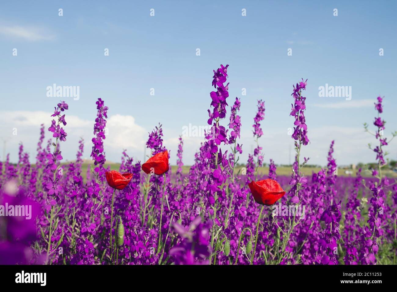 wild springtime flowers Stock Photo - Alamy