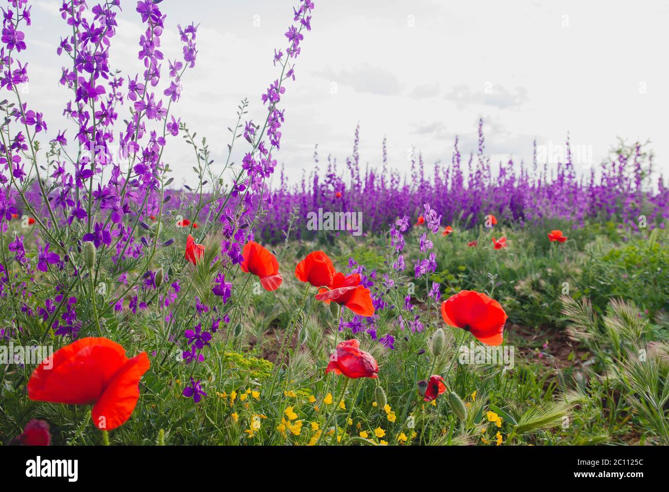 Consolida ajacis hi-res stock photography and images - Alamy