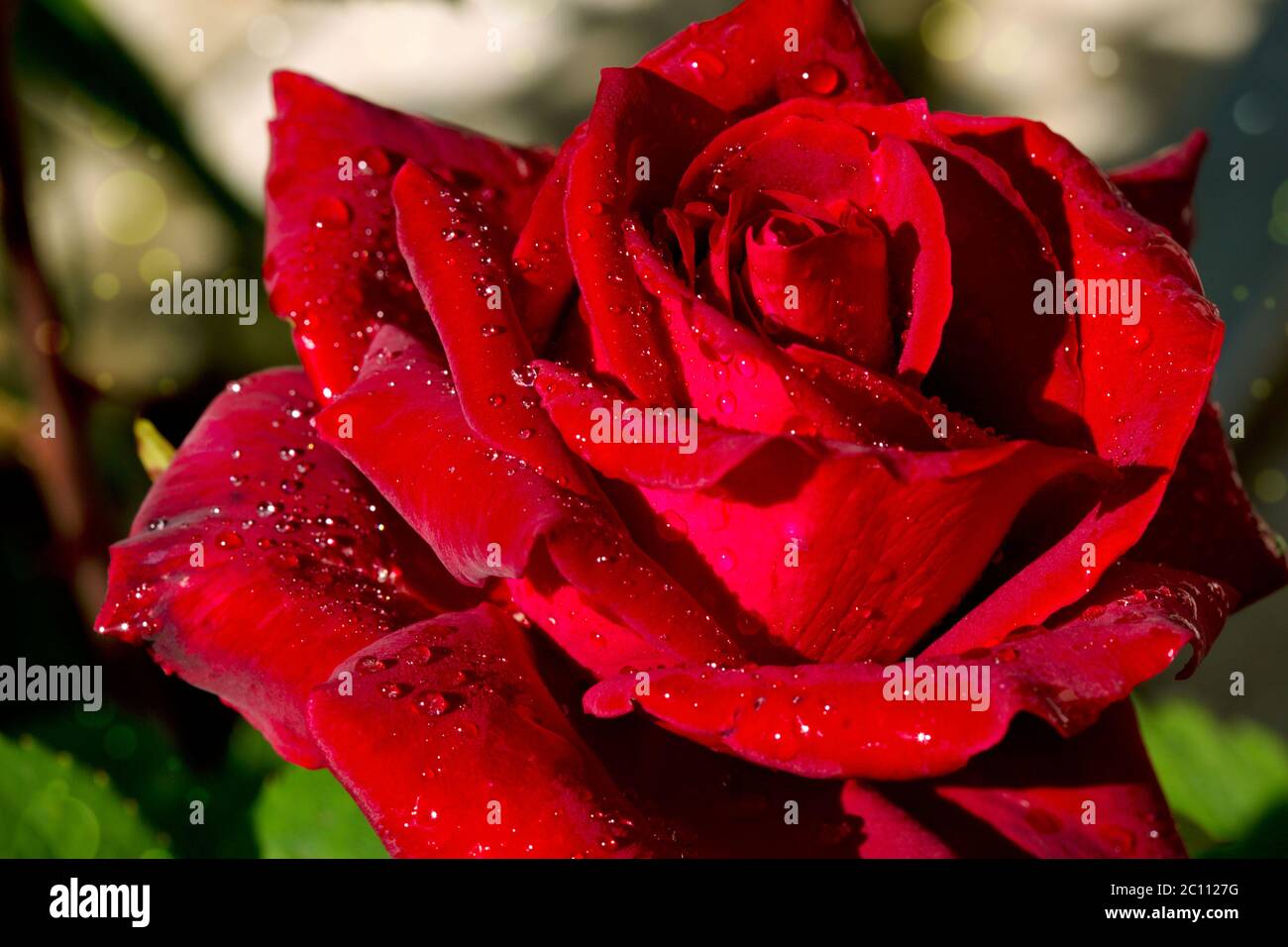 Beautiful red rose up close hi-res stock photography and images - Alamy
