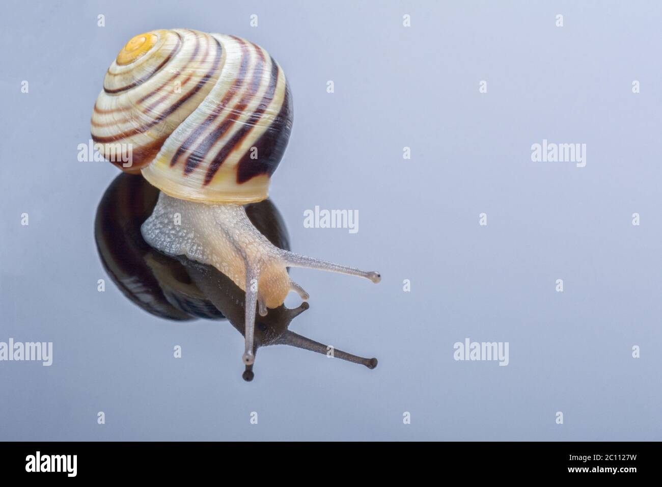 Small snail on a grey background Stock Photo - Alamy