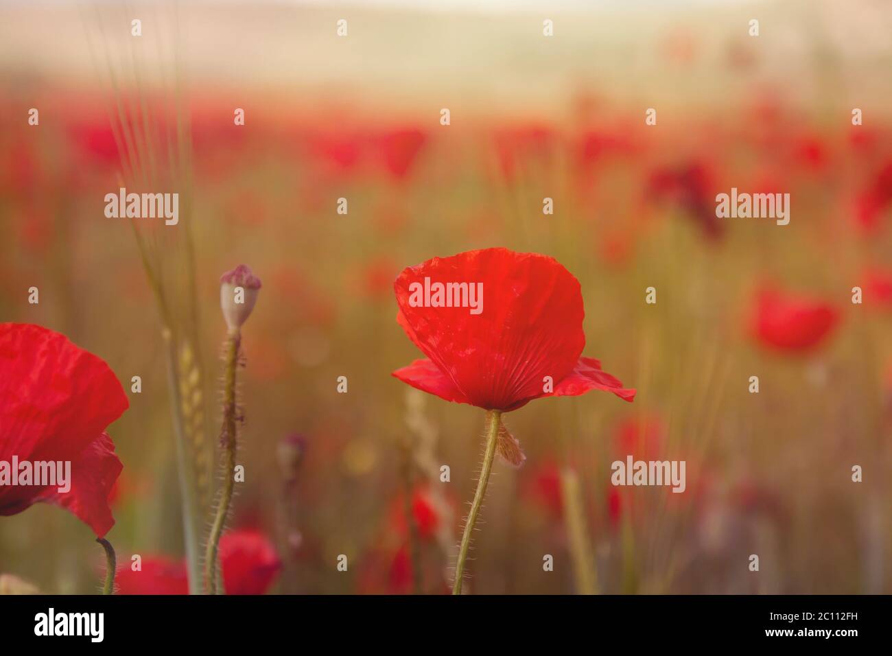 Wild red poppy flowers blooming in spring Stock Photo - Alamy