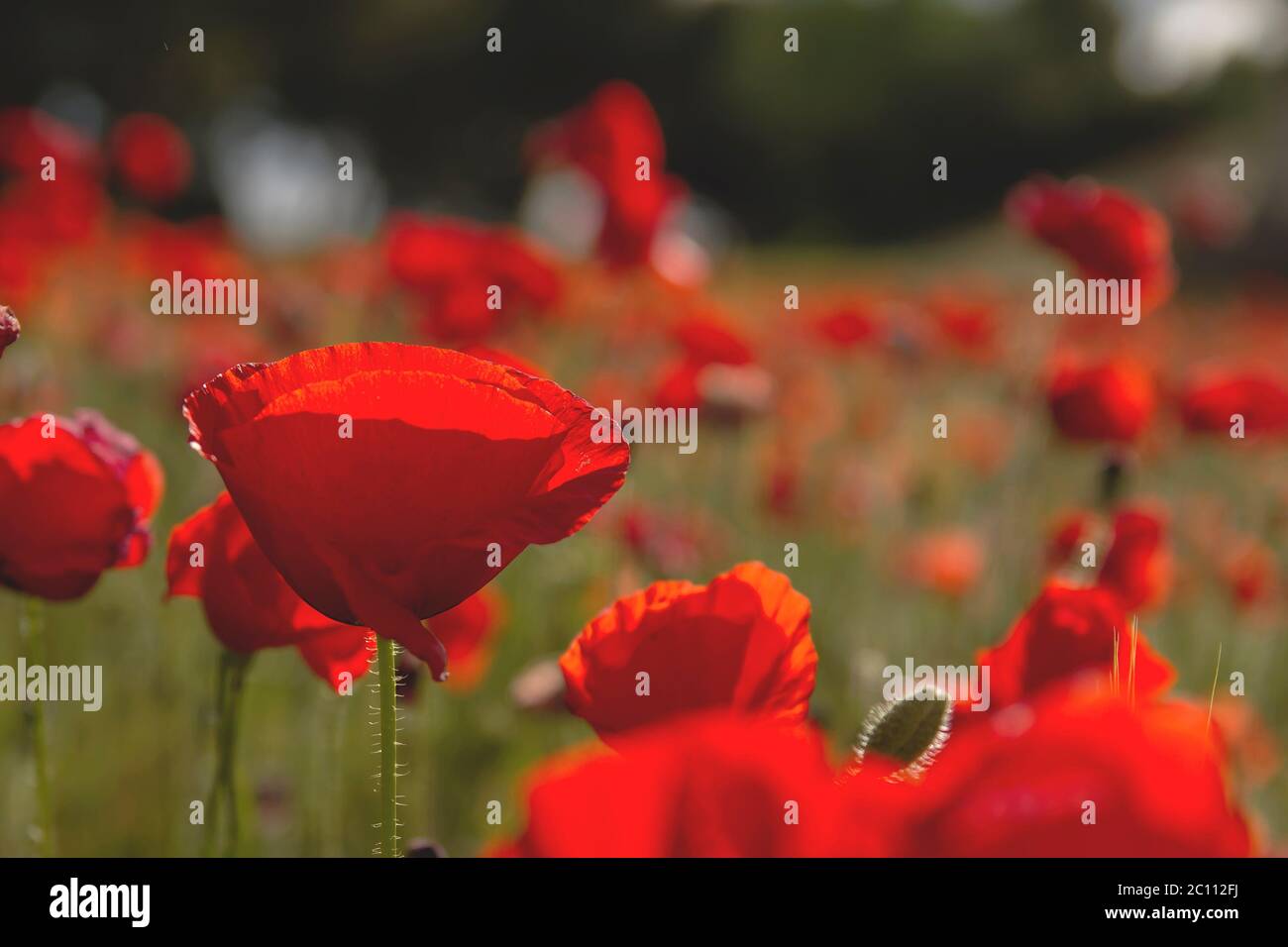 Wild red poppy flowers blooming in spring Stock Photo - Alamy