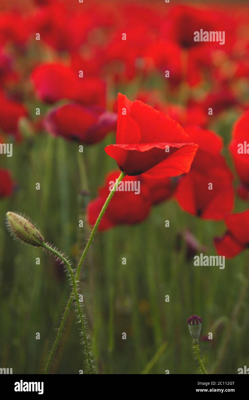 Wild red poppy flowers blooming in spring Stock Photo - Alamy