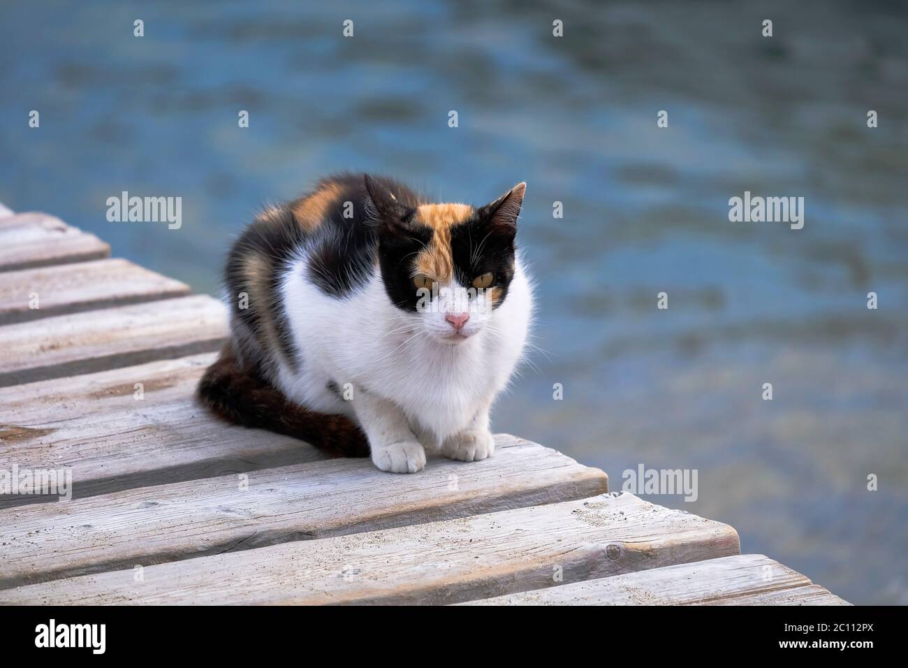 Multi colored cat hi-res stock photography and images - Alamy