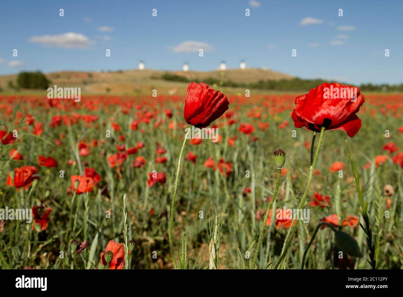 Wild red poppies field in La Mancha, Spain Stock Photo - Alamy