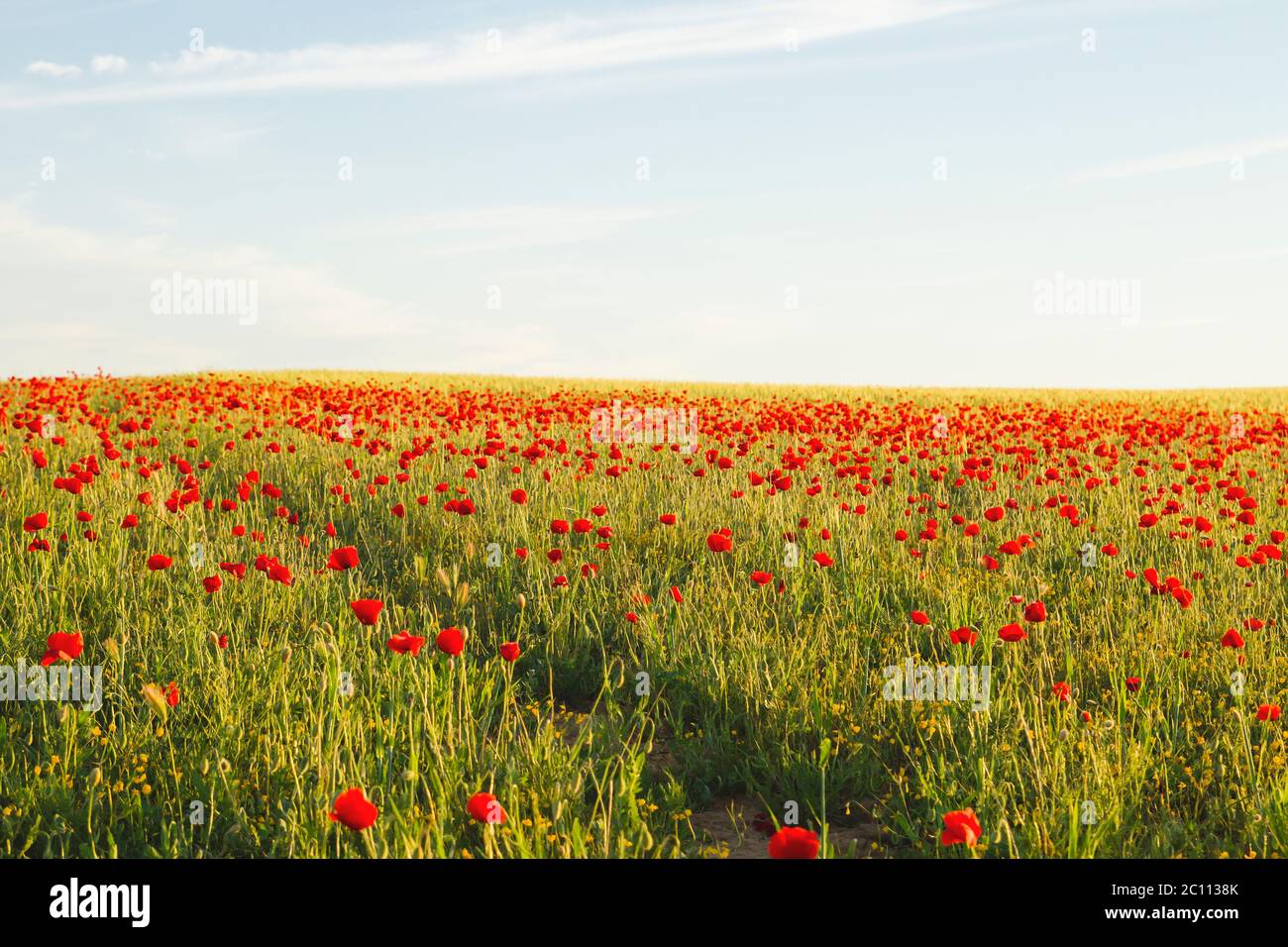 Wild red poppy flowers blooming in spring Stock Photo - Alamy