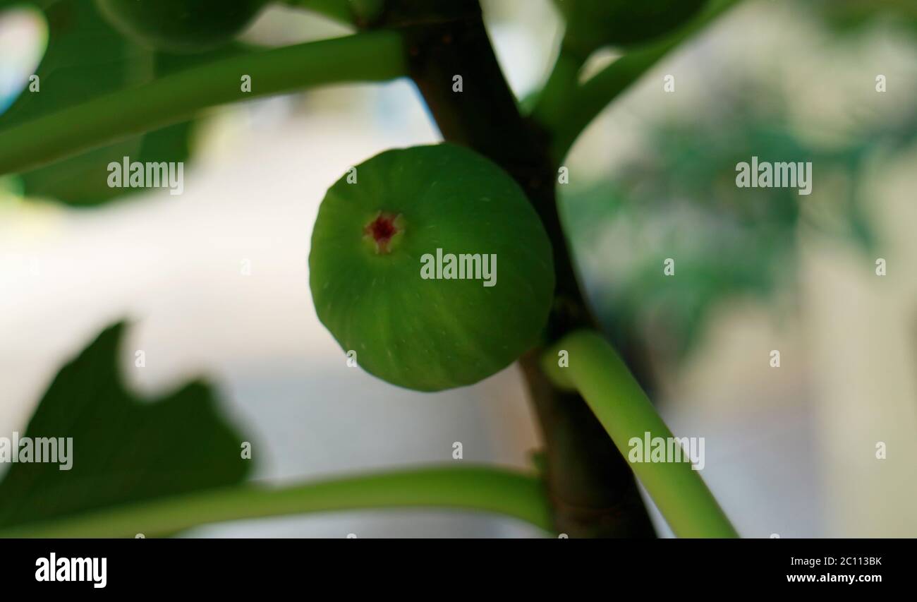 Common fig fruit grow on tree Stock Photo - Alamy