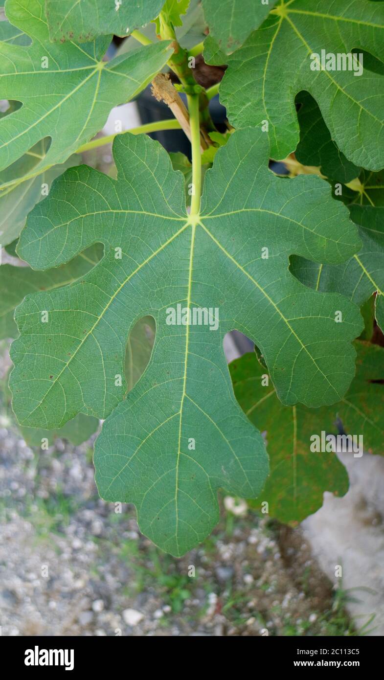 Common fig tree in the garden Stock Photo - Alamy