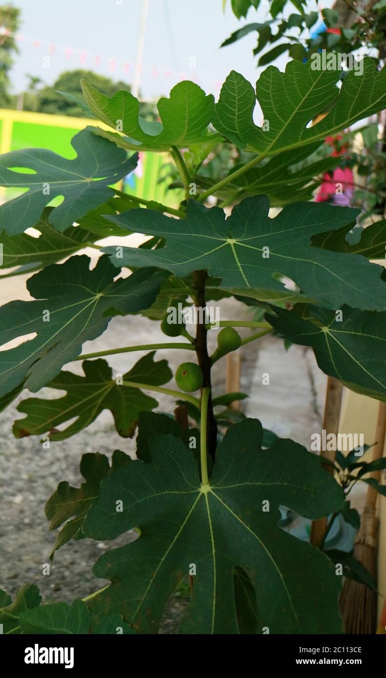 Common fig tree in the garden Stock Photo - Alamy