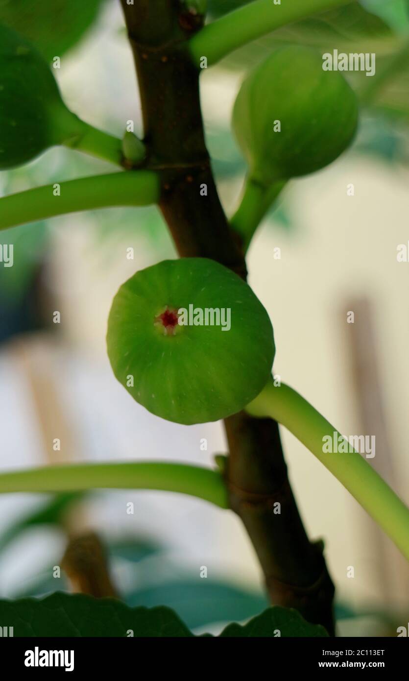 Common fig fruit grow on tree Stock Photo - Alamy