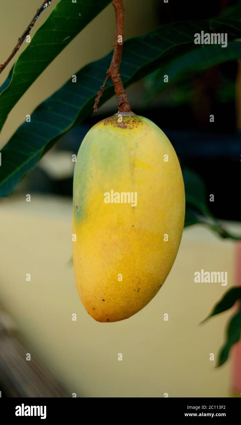 Yellow mango on tree in Indonesia Stock Photo - Alamy