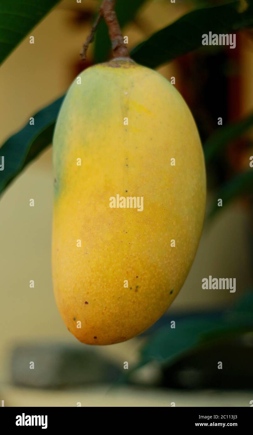 Yellow mango on tree in Indonesia Stock Photo - Alamy
