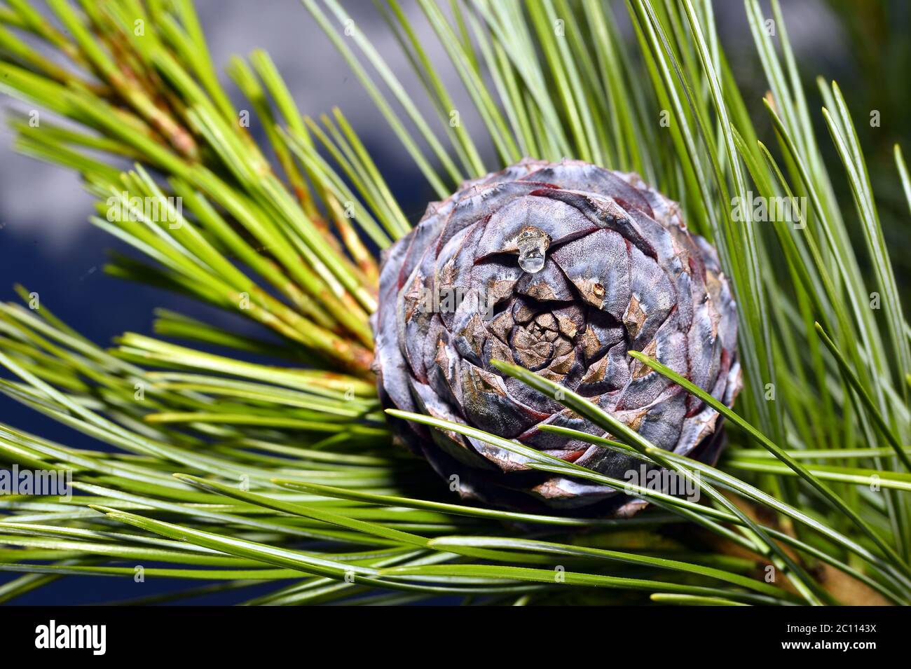 Coniferous tree seed hi-res stock photography and images - Alamy