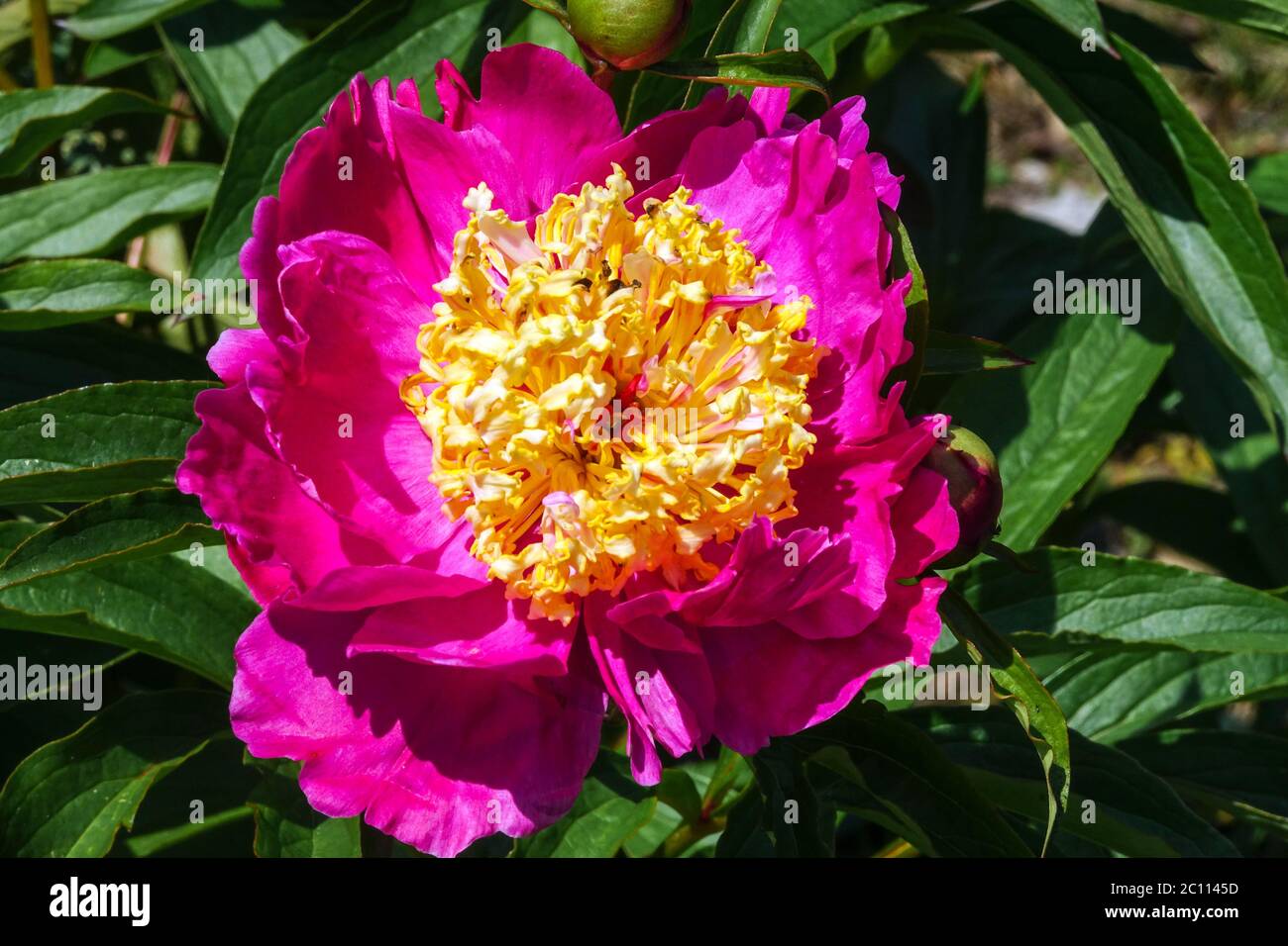 Violet peonies hi-res stock photography and images - Alamy