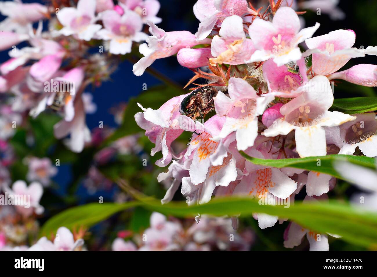 Spring blossom background Stock Photo - Alamy