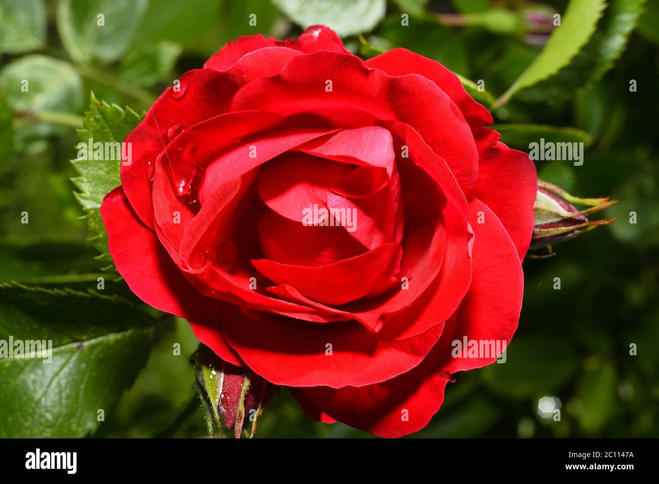 Red roses close up. Background Stock Photo - Alamy