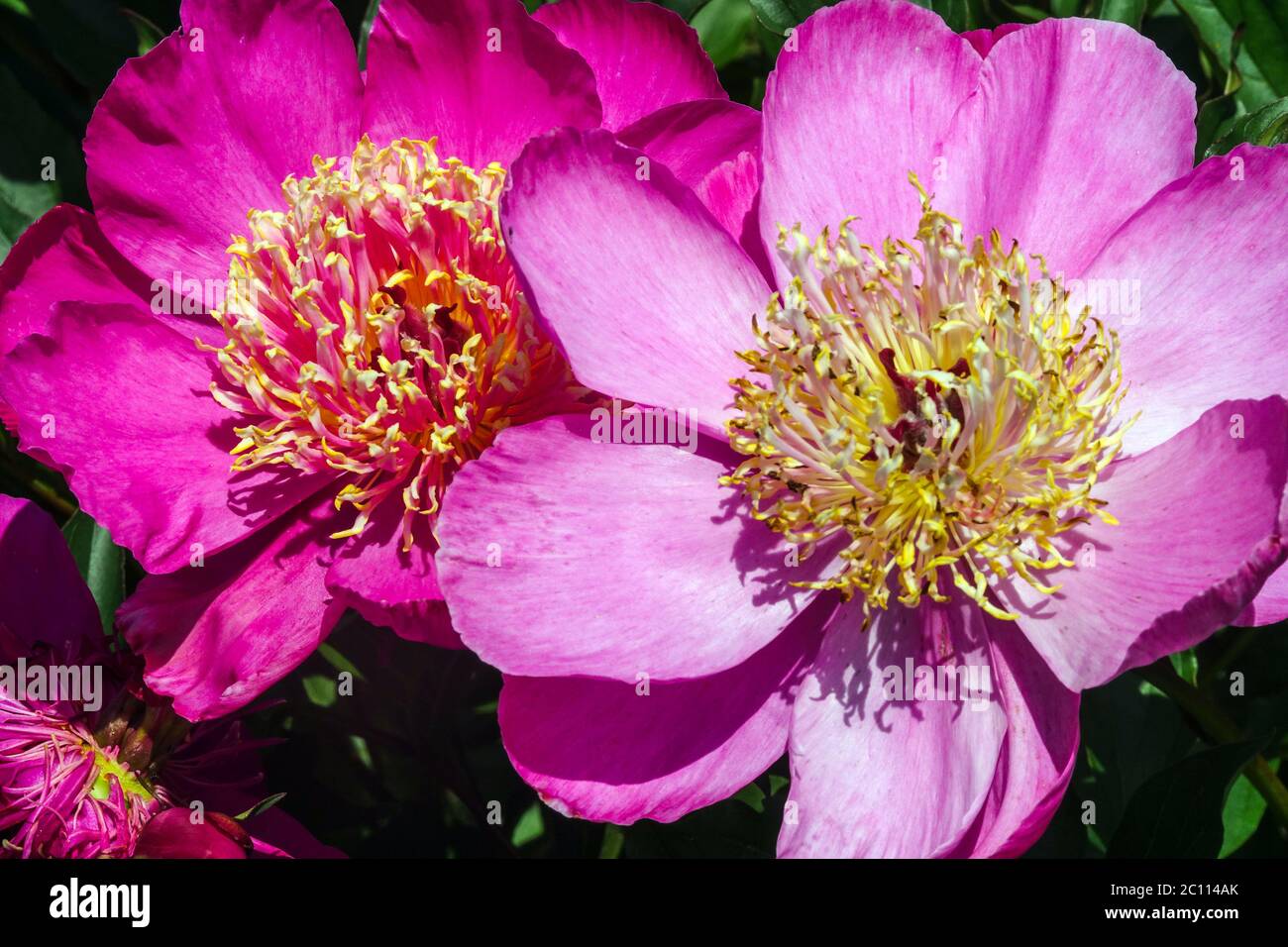 Peony Henri Potin Stock Photo - Alamy