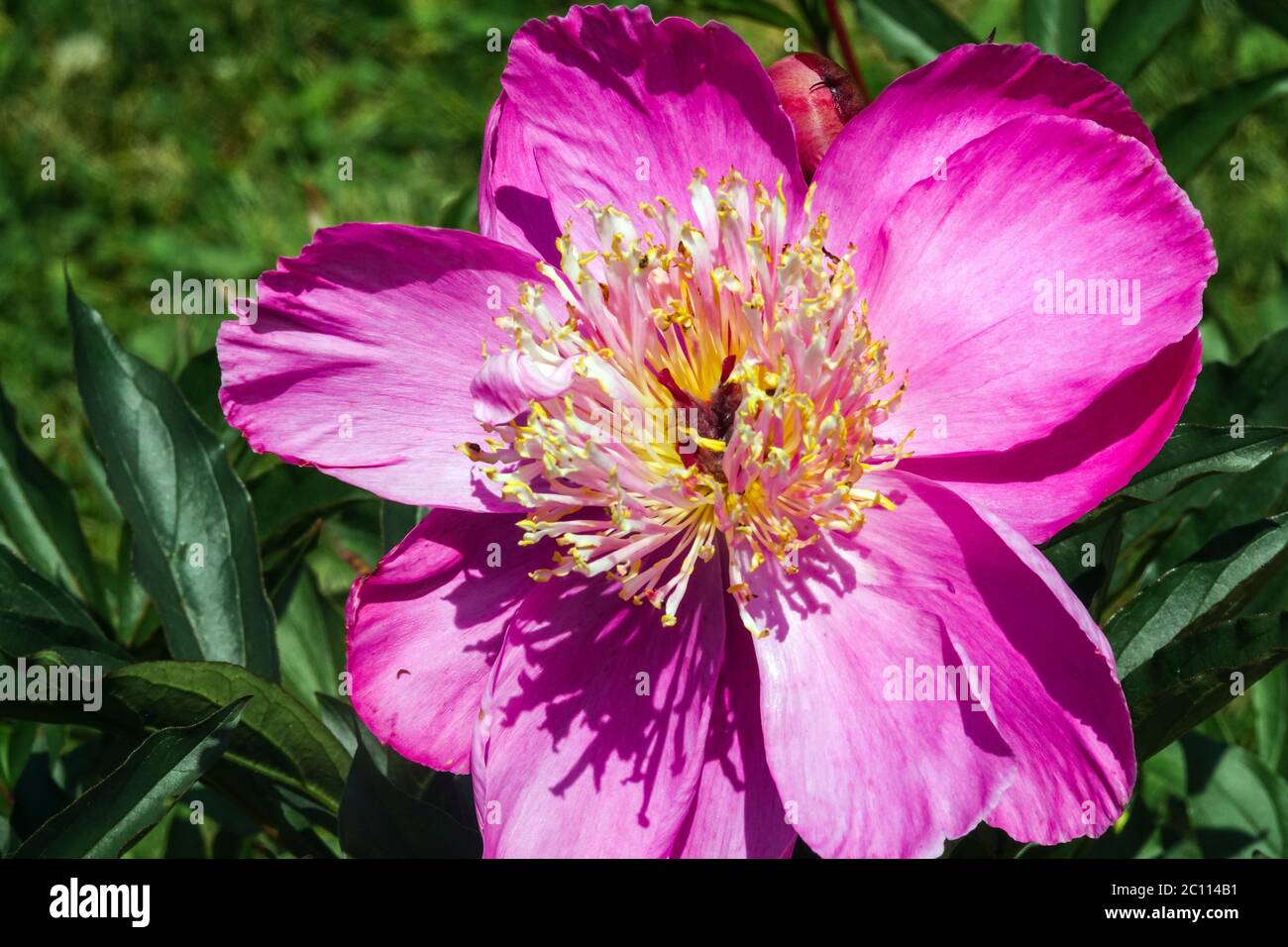Peony Henri Potin Stock Photo - Alamy
