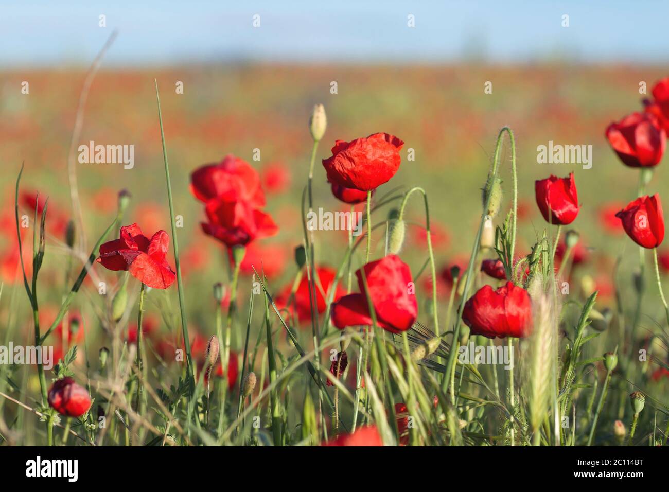 Wild red poppy flowers blooming in spring Stock Photo - Alamy