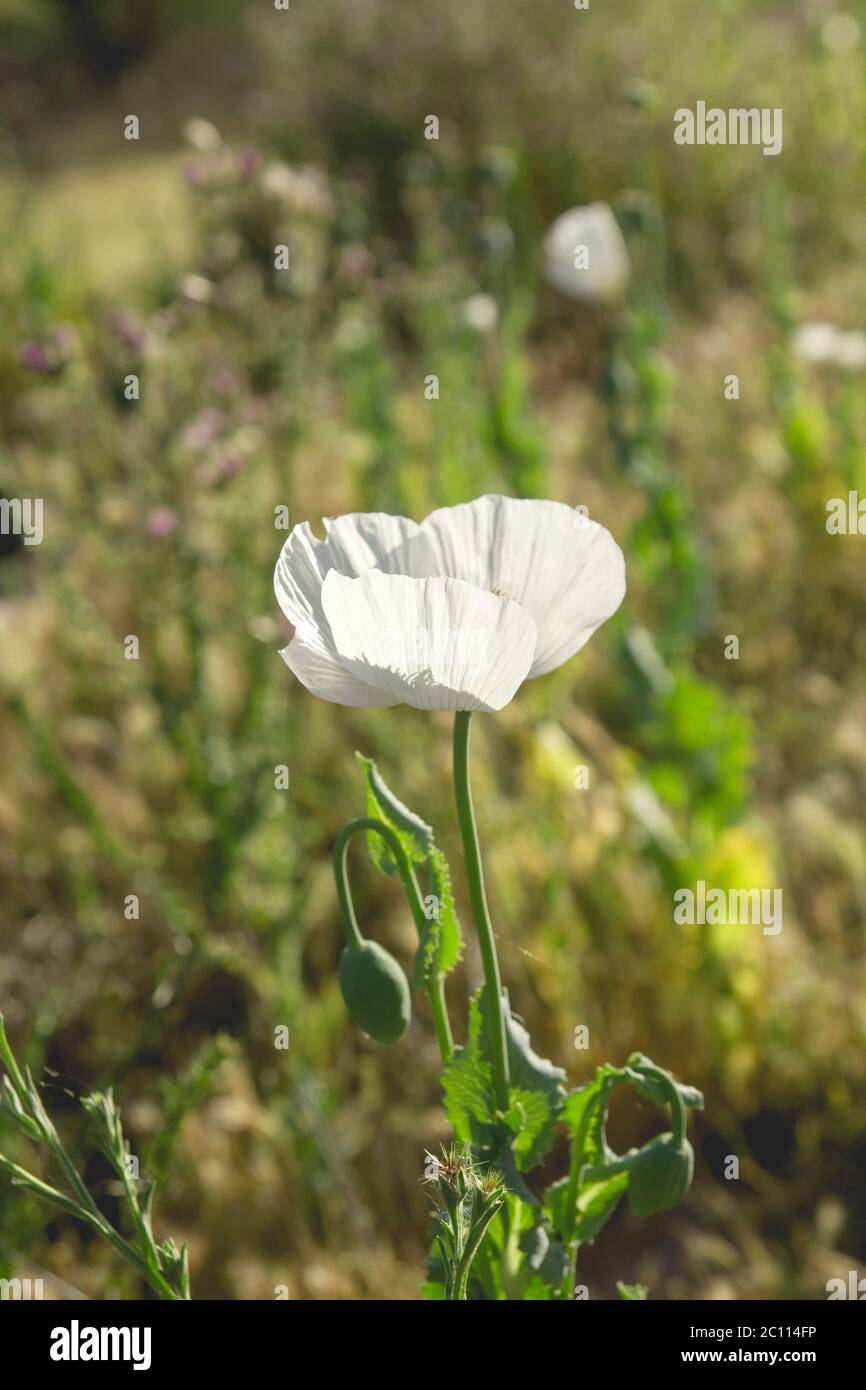 Wild opium poppy capsules and white flowers blooming in spring Stock ...
