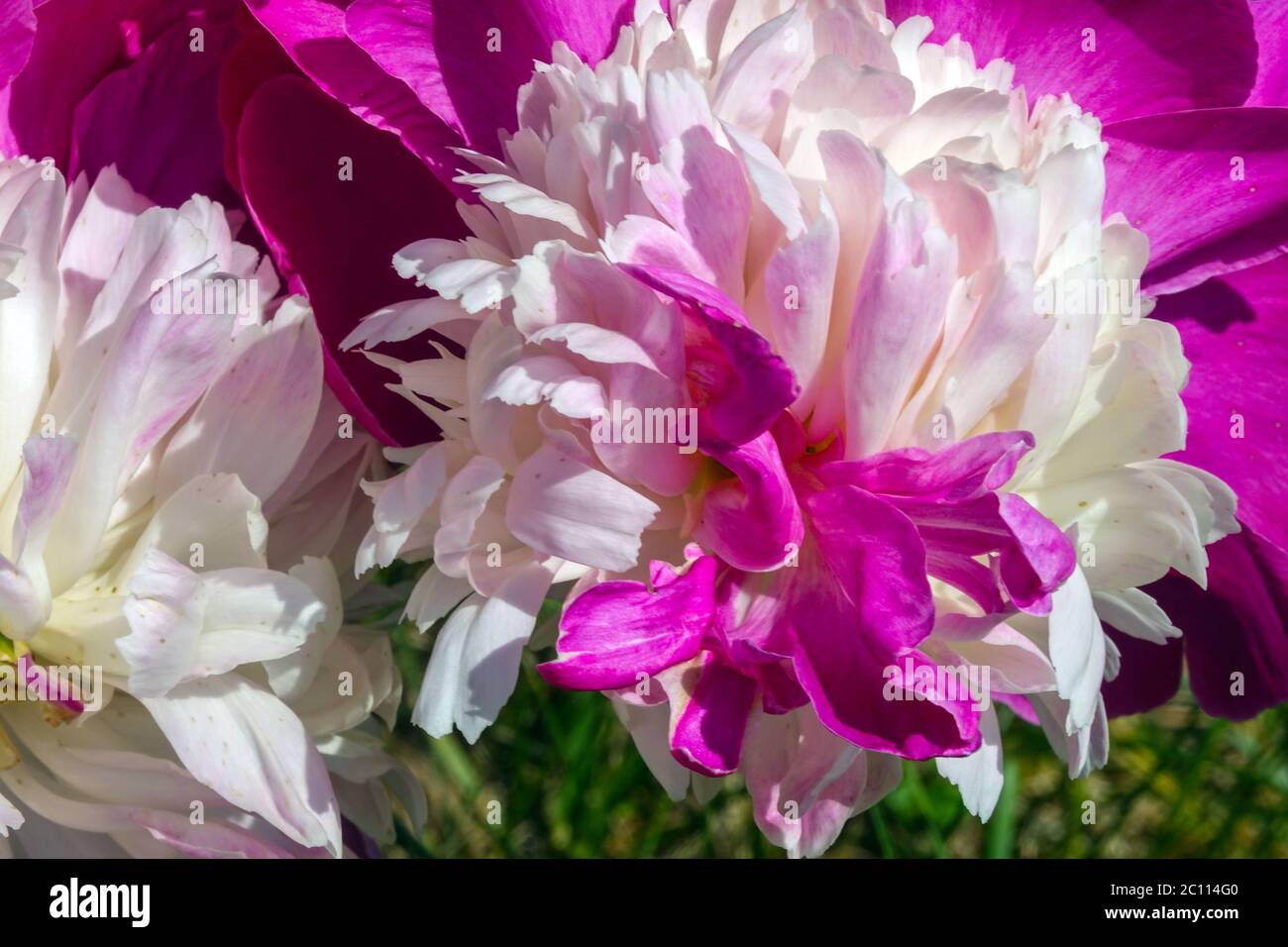 Peony Gay Paree Stock Photo - Alamy