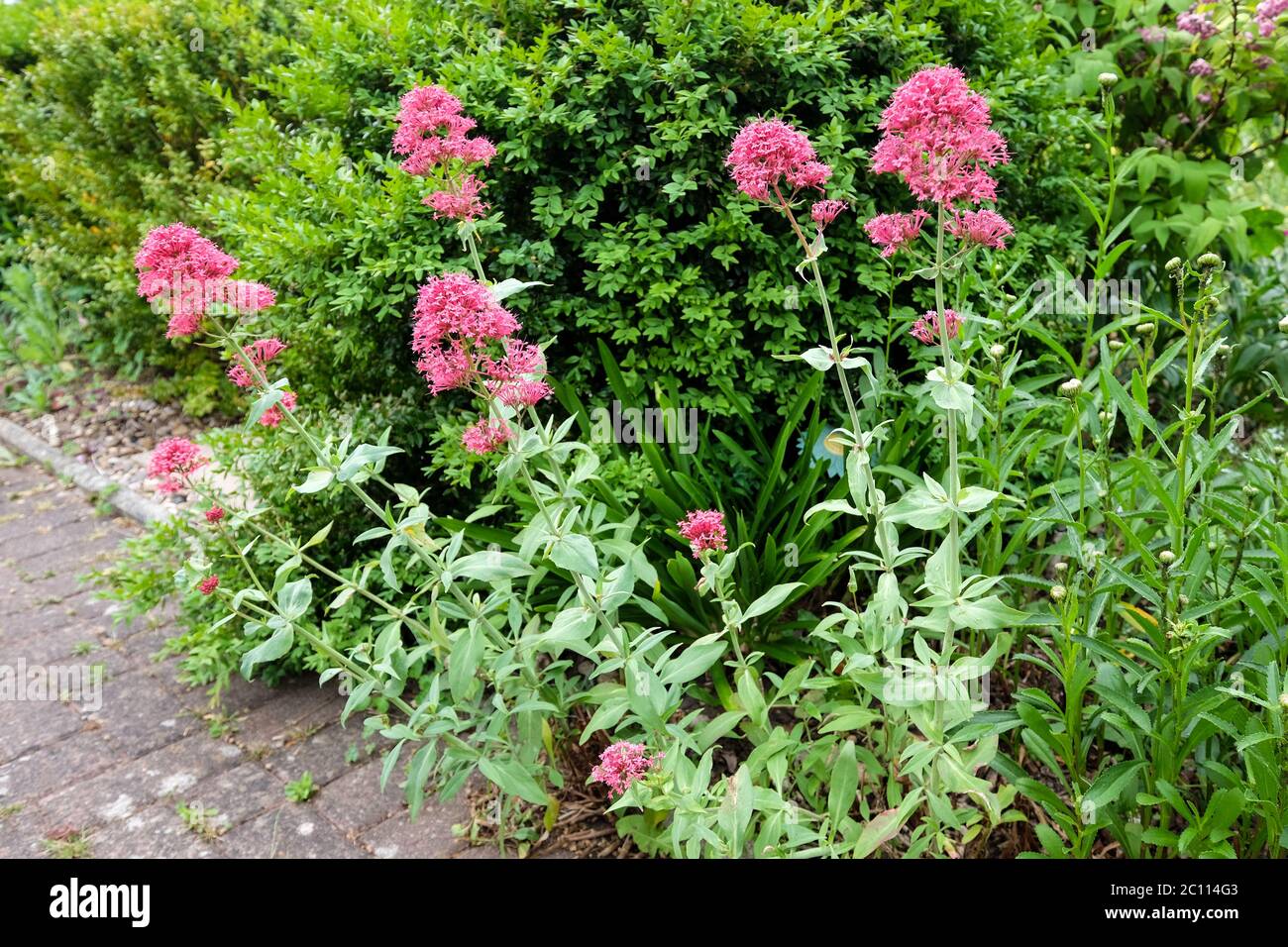 centranthus flowering in summer Stock Photo - Alamy