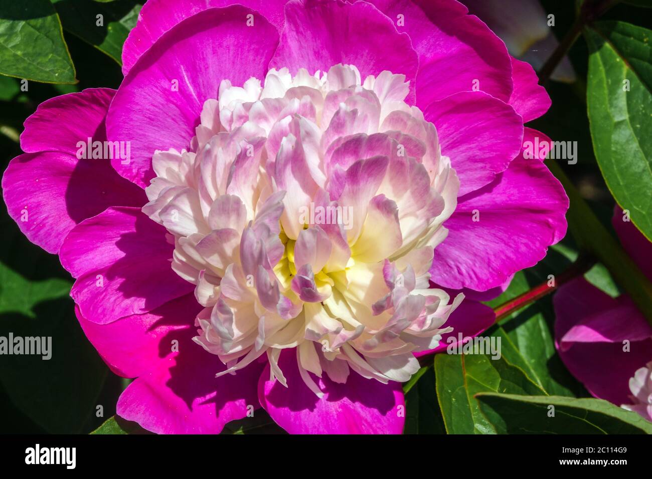 Peony Gay Paree Stock Photo - Alamy