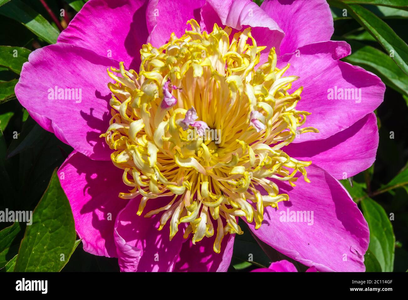 Peony alstead hi-res stock photography and images - Alamy