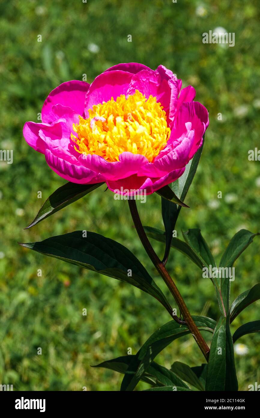 Peony alstead hi-res stock photography and images - Alamy