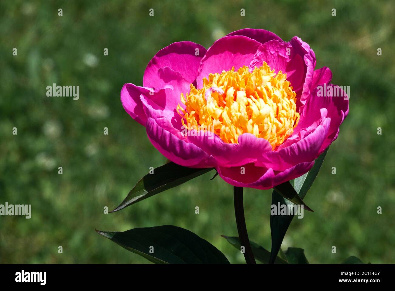 Peony alstead hi-res stock photography and images - Alamy
