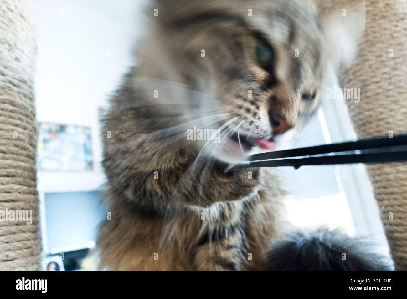 Playing cat hi-res stock photography and images - Alamy