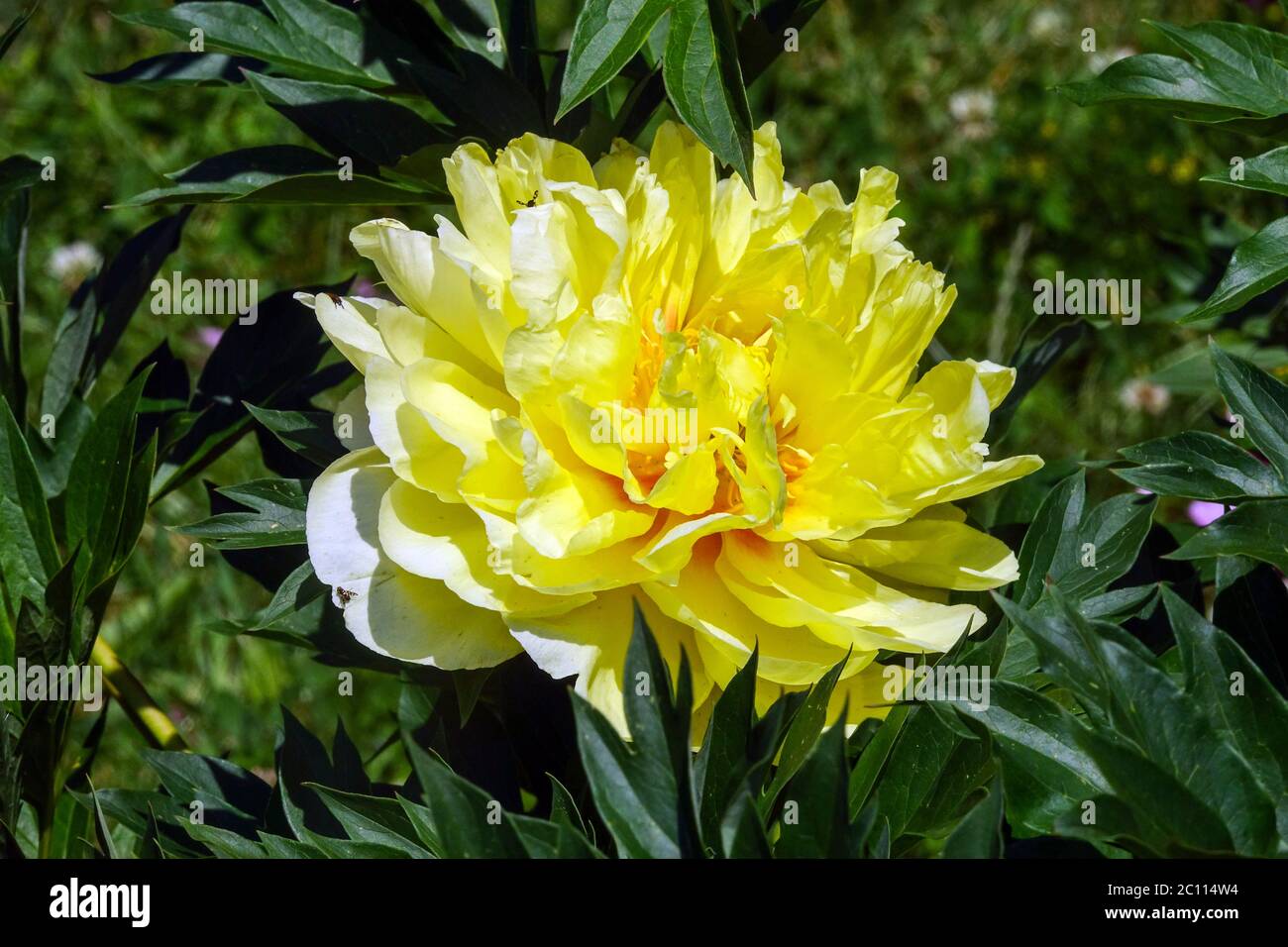 Yellow Peony Paeonia Bartzella Stock Photo - Alamy