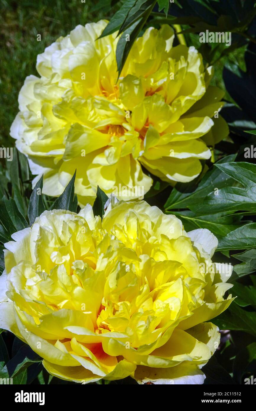 Golden peony stamens hi-res stock photography and images - Alamy