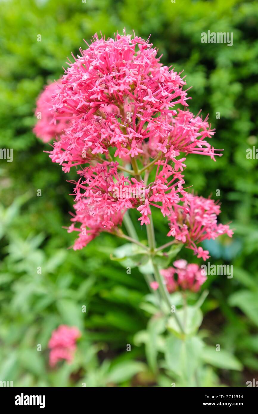 centranthus flowering in summer Stock Photo - Alamy