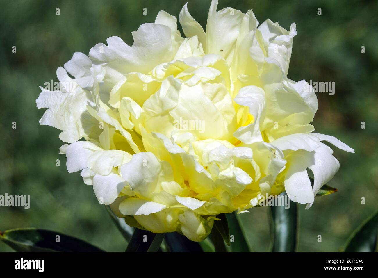 Peony yokihi hi-res stock photography and images - Alamy