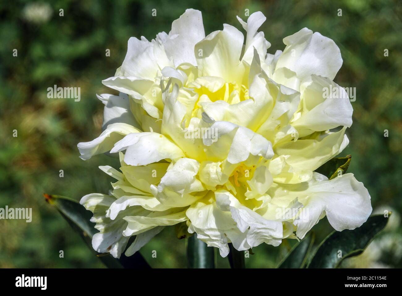 Peony yokihi hi-res stock photography and images - Alamy
