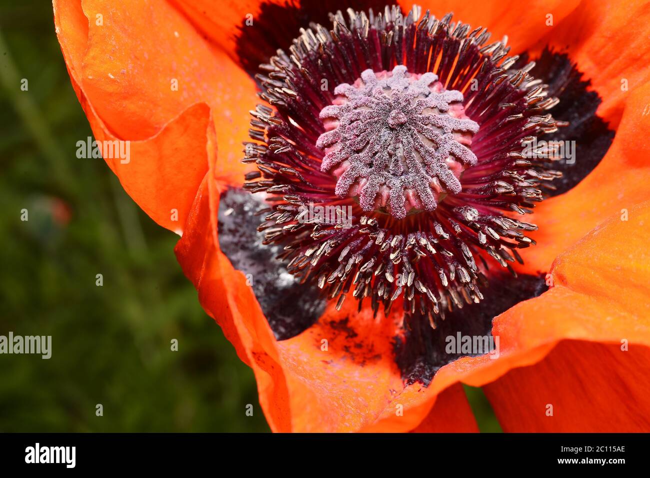 Poppy stamens hi-res stock photography and images - Alamy