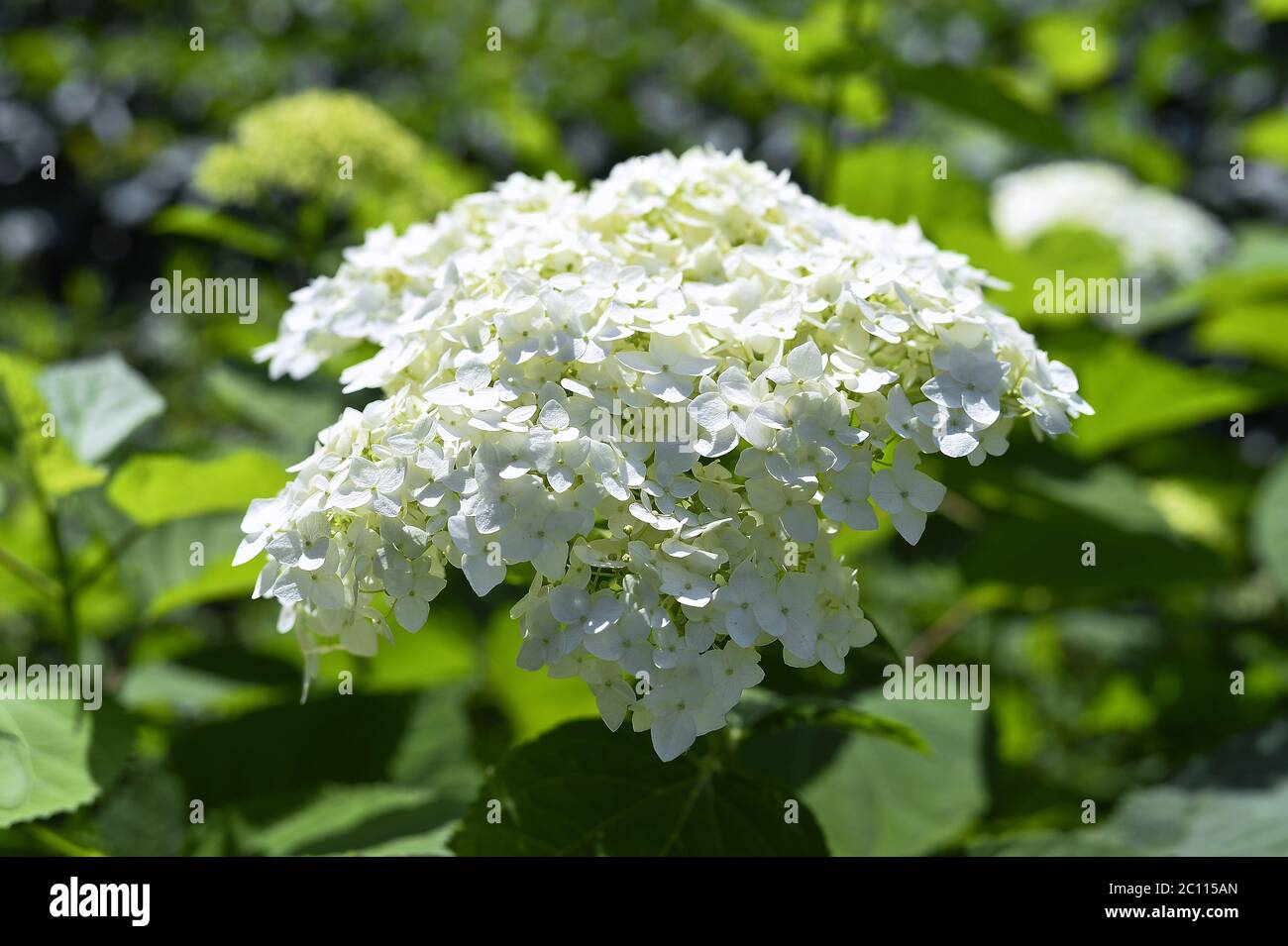 Ornamental flowering hydrangea closeup in the garden Ornamental ...