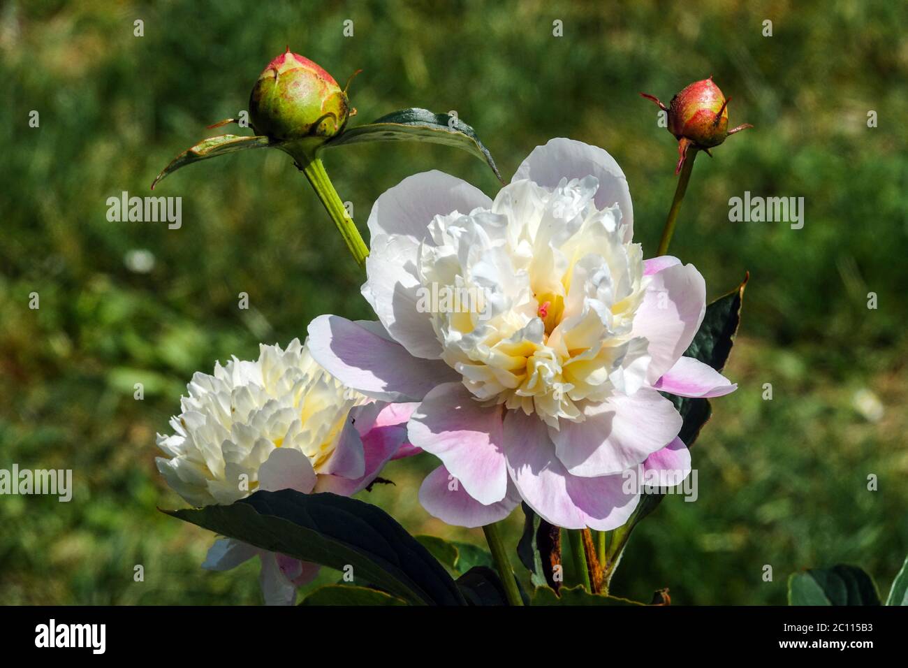 Buds of a peony hi-res stock photography and images - Alamy