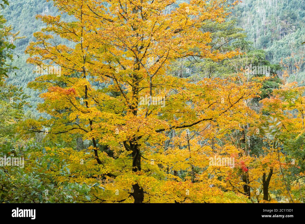 Norway maple tree hi-res stock photography and images - Alamy