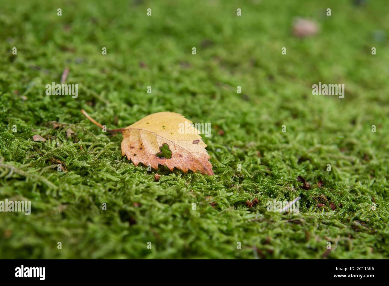 Fallen green leaf hi-res stock photography and images - Alamy